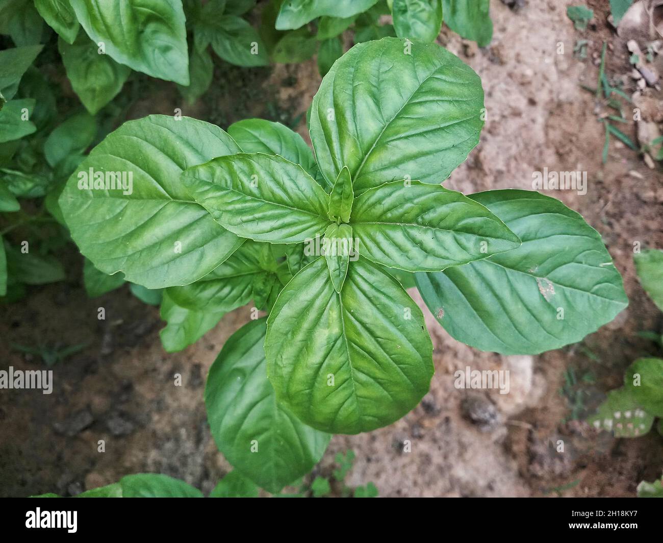 sweet basil is the most popular and widely used culinary herb Stock ...