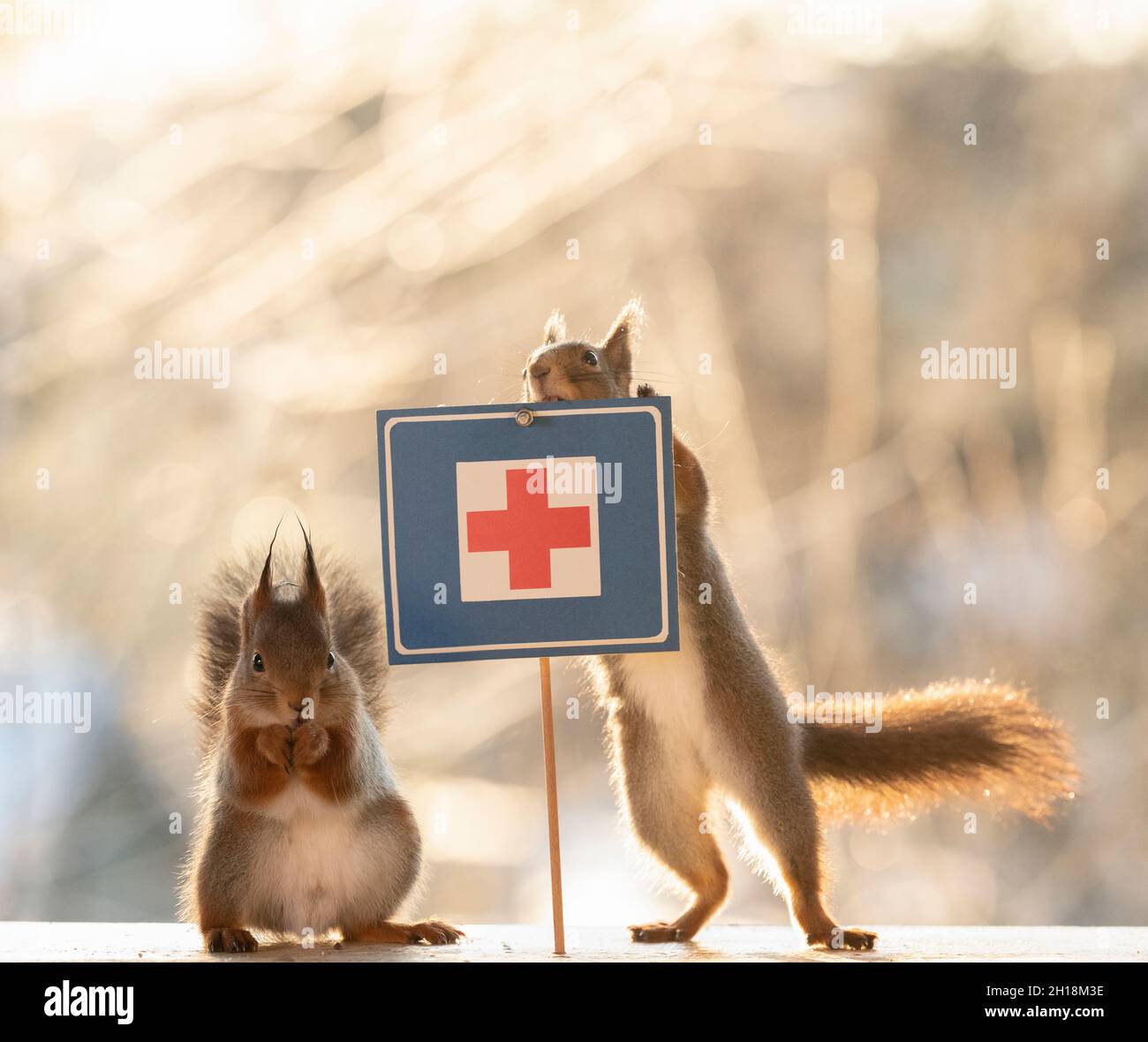 Animal hospital sign hi-res stock photography and images - Alamy