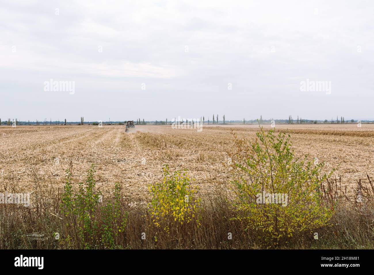 Combine harvesting corn trash of cobs, stover, stalks and debris Stock ...