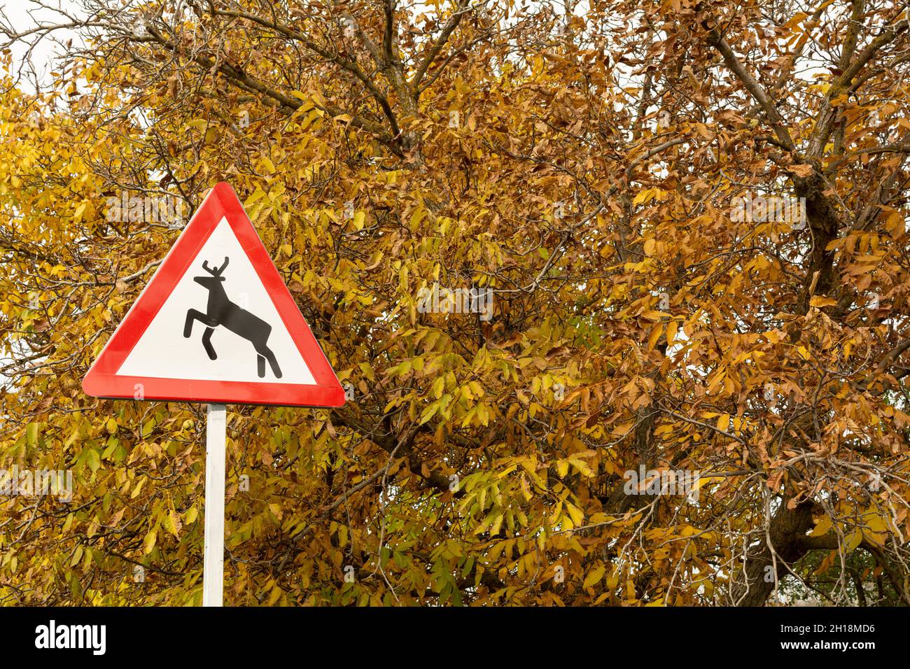 Red triangle road sign warning of deer on a background of autumn ...