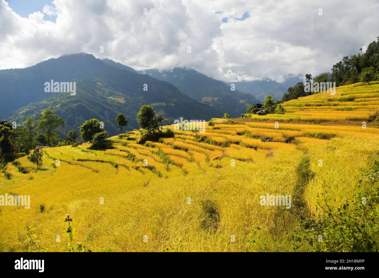 golden terraced rice or paddy fields in Nepal Himalayas mountains Stock ...