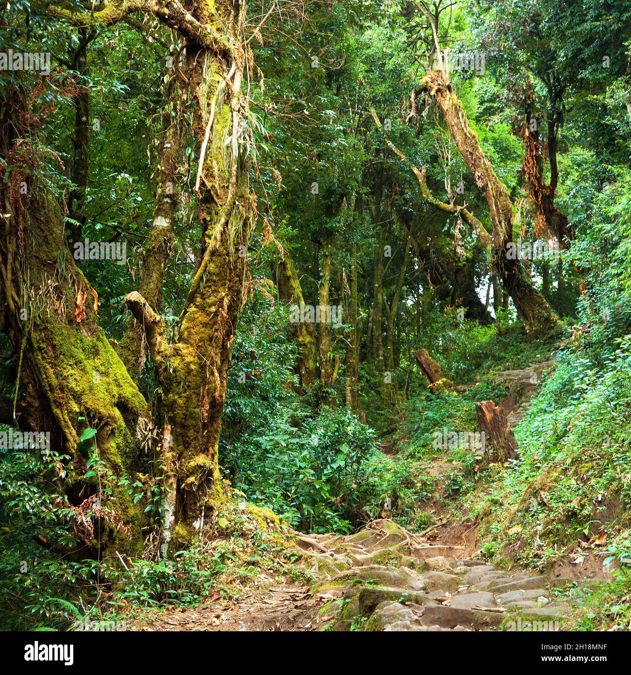 nepalian green rainforest with pathway, Nepal Himalayas mountains Stock ...