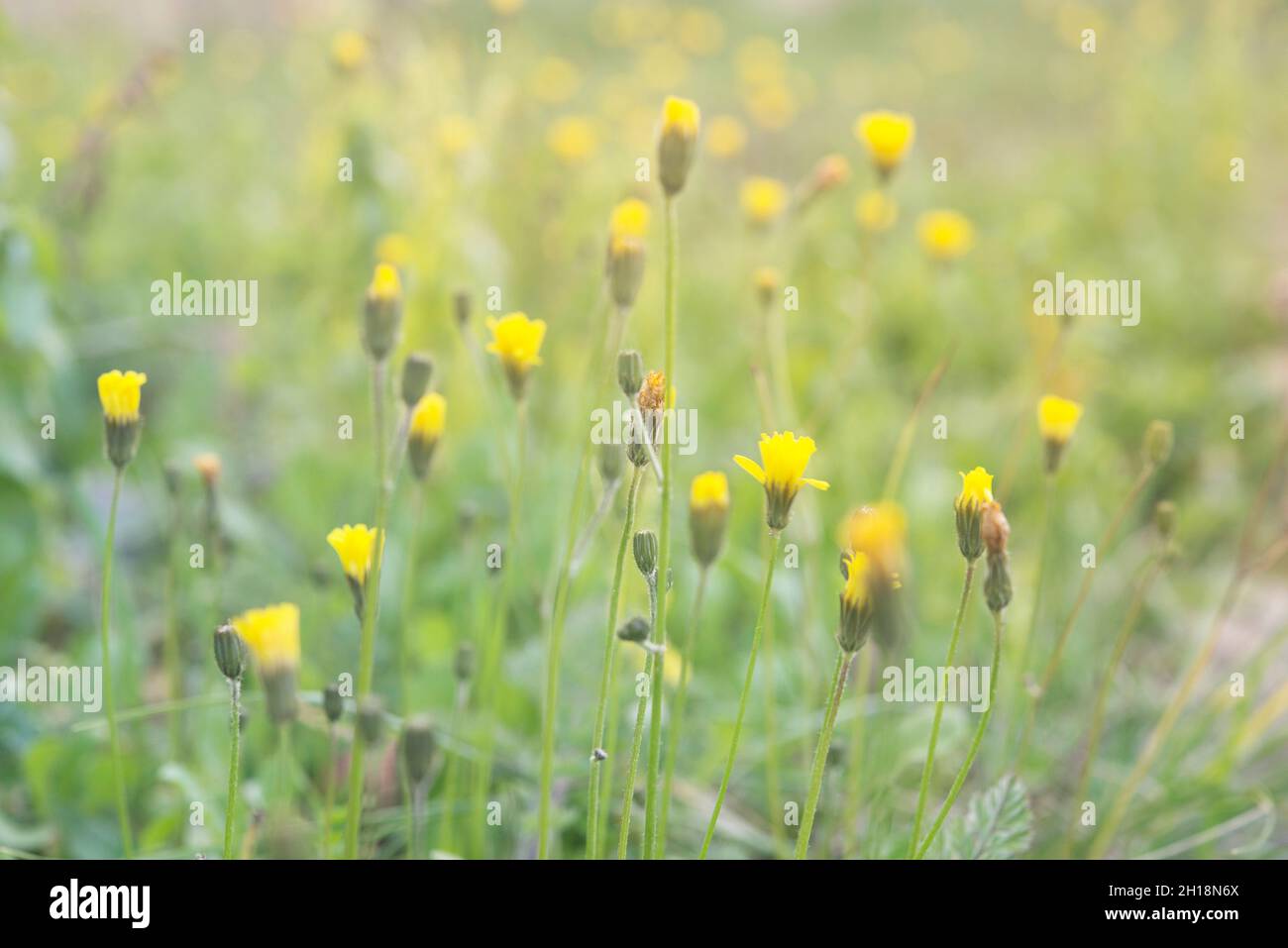 herbs with sun rays close up Stock Photo - Alamy
