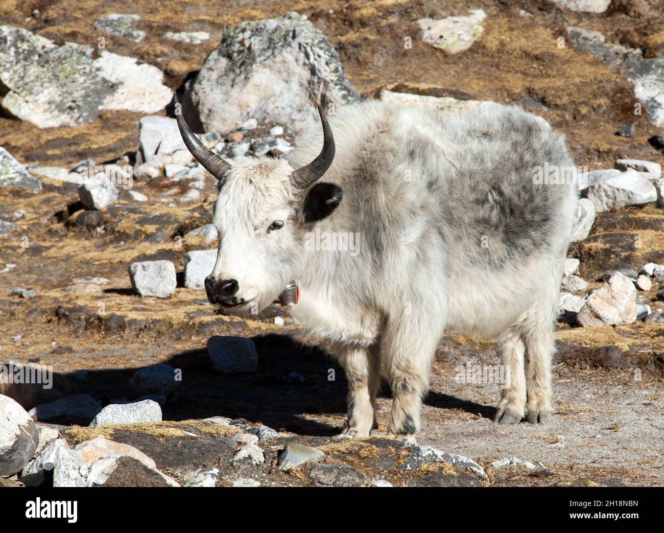 Tibet yak animal hi-res stock photography and images - Alamy