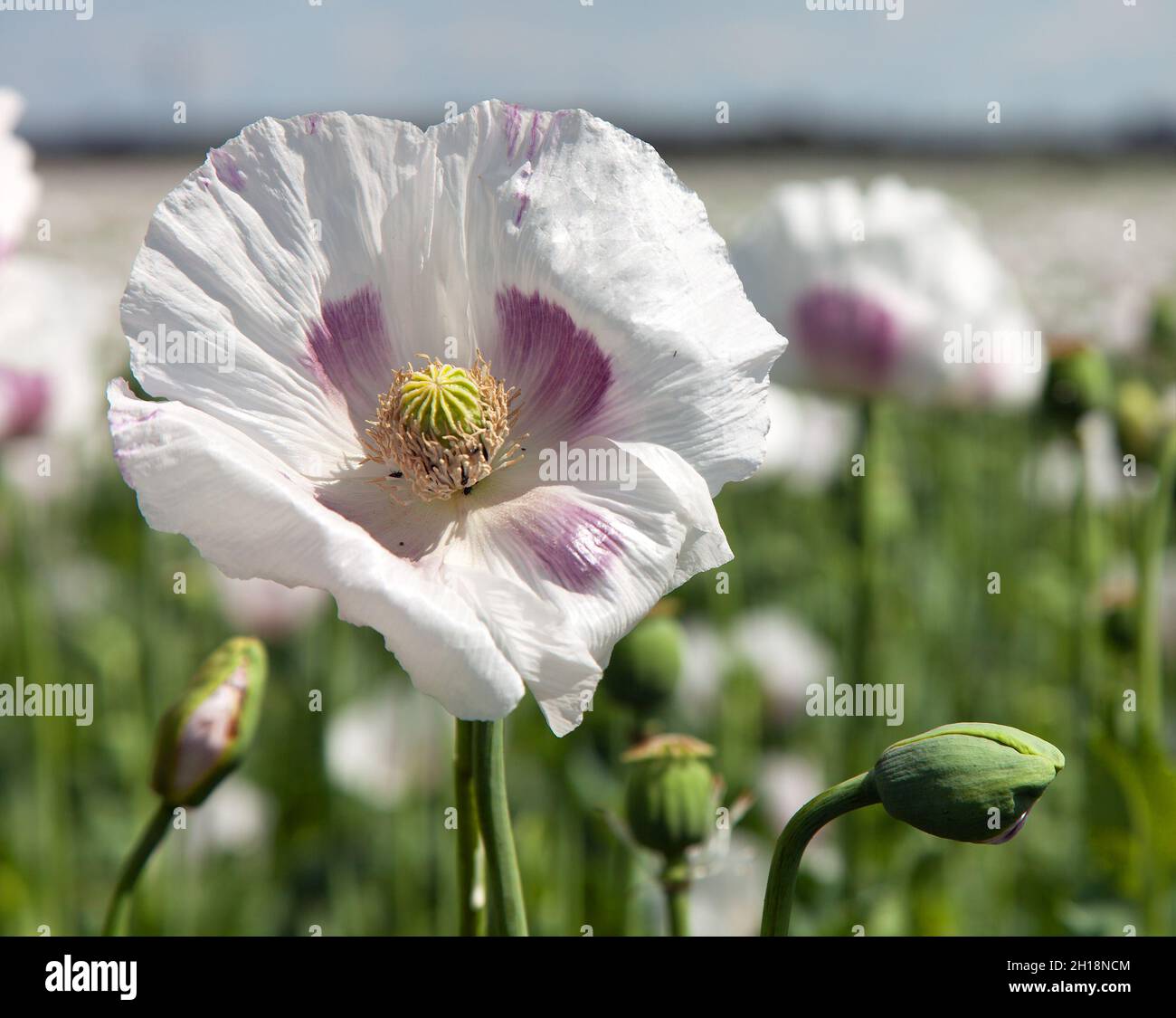 Detail of flowering poppy or opium poppy in Latin papaver somniferum ...