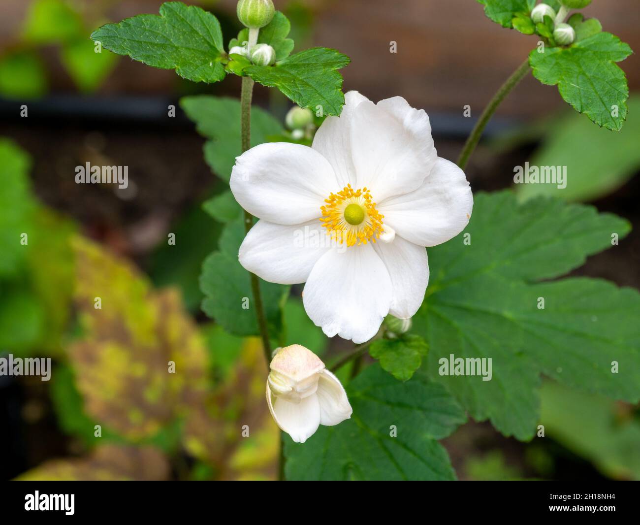 Japanese anemone, Anemone 'Honorine Jobert', white flowers with yellow ...