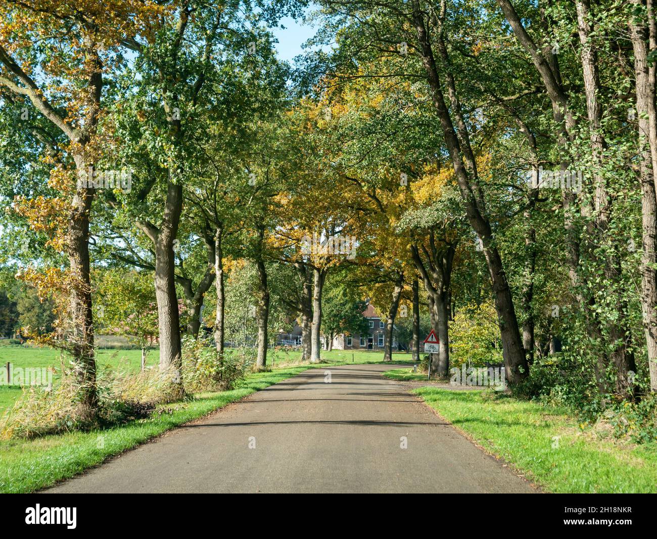 Country road with oak trees on either side and farmhouse in rural area ...