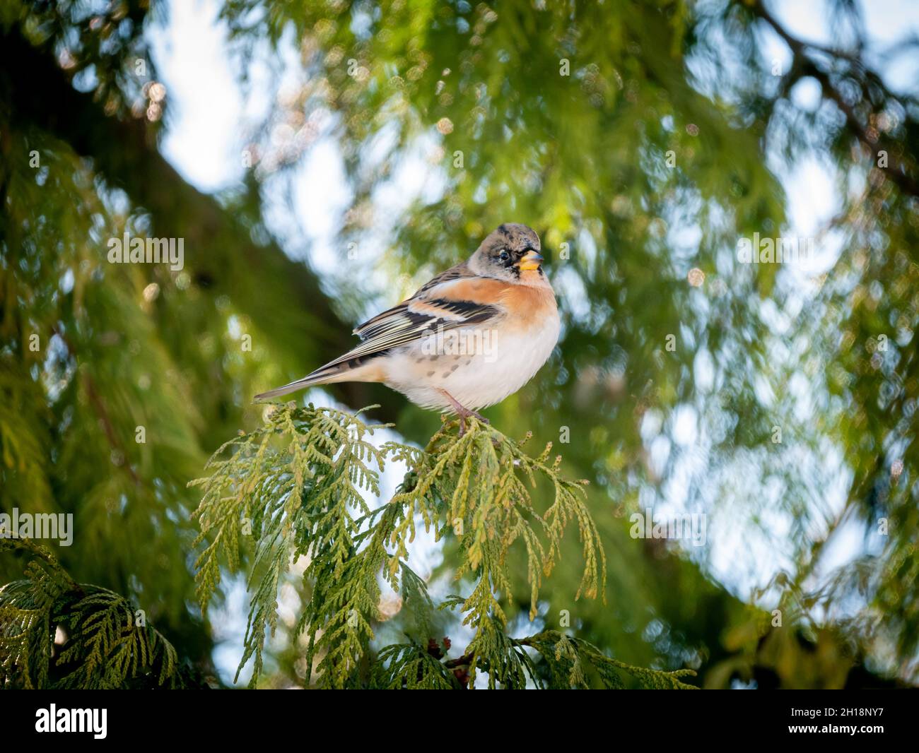 Brambling winter plumage hi-res stock photography and images - Alamy