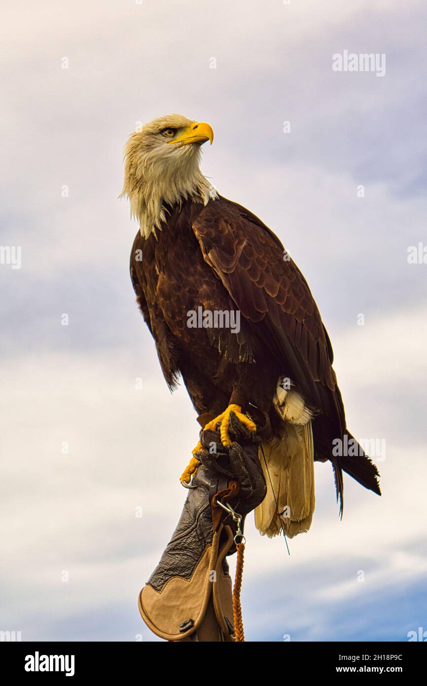 a bald eagle. detailed shot. graceful and proud bird. very interesting ...