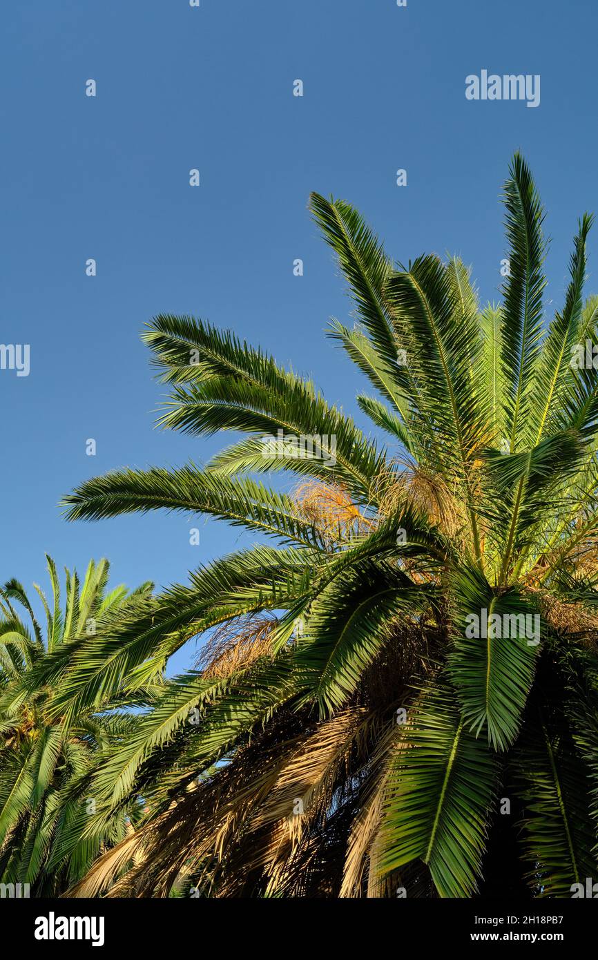 Tops of palm trees hi-res stock photography and images - Alamy