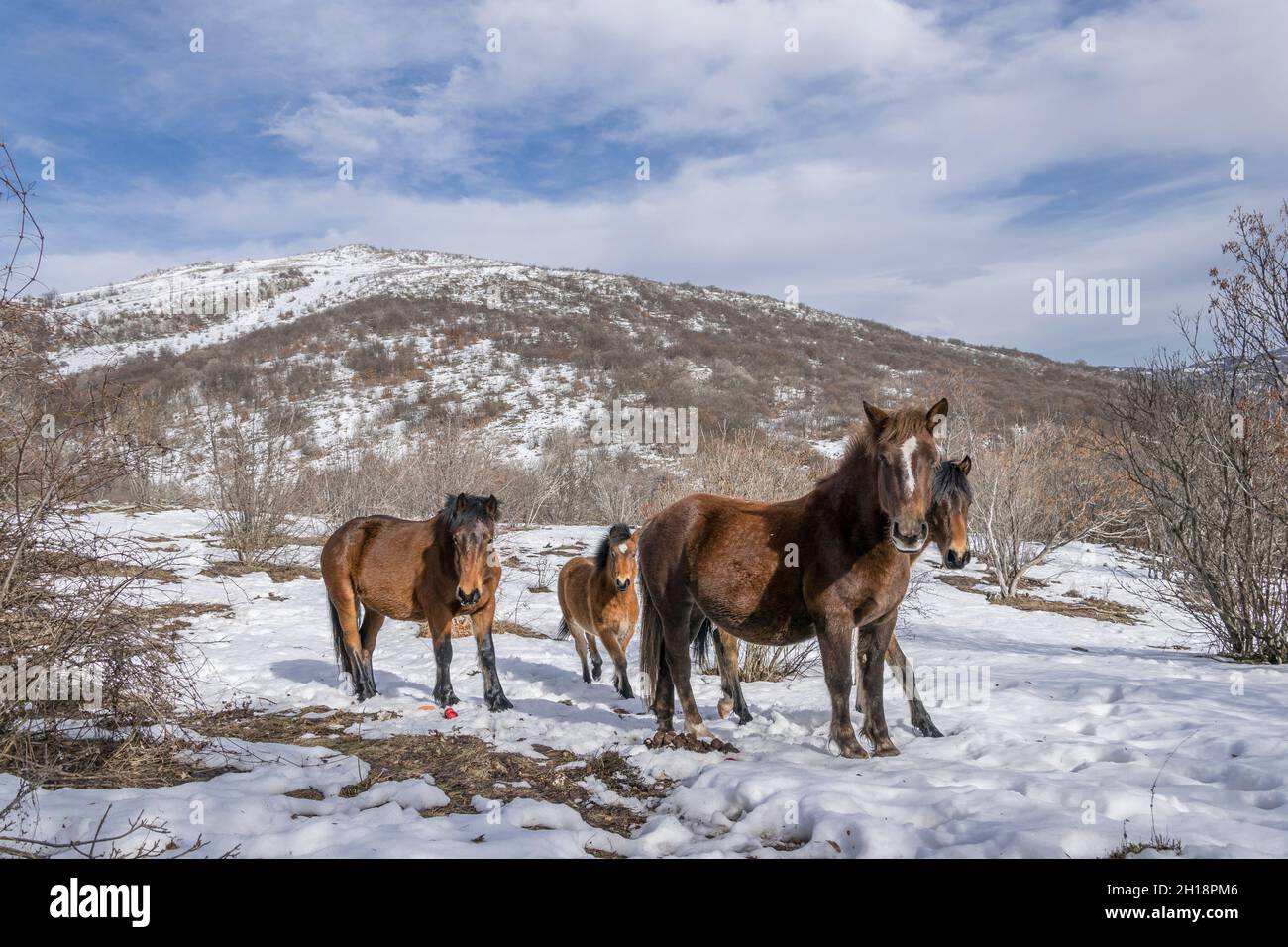 Horse climbing mountain hi-res stock photography and images - Alamy