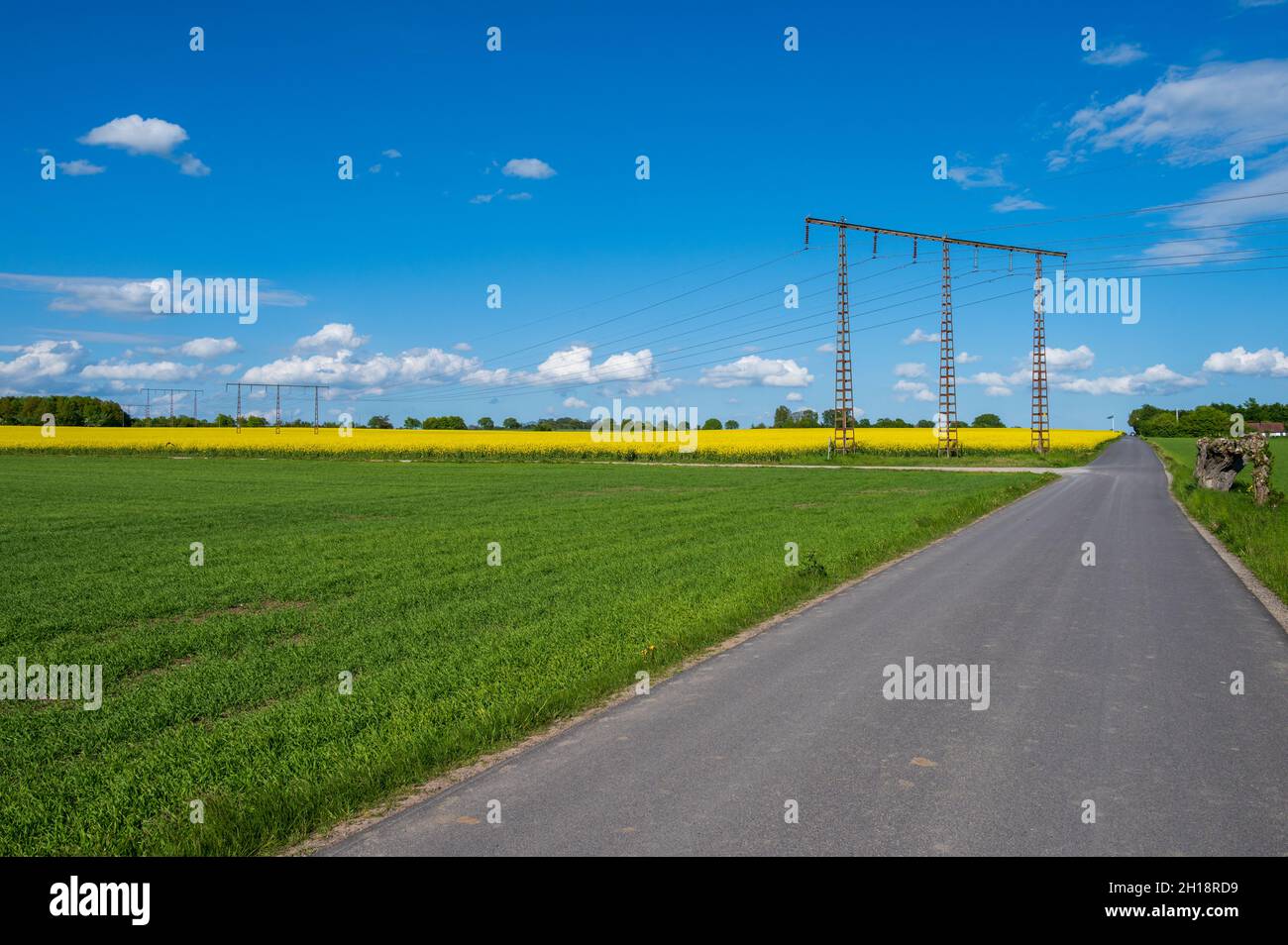 power lines through canola rapeseed field during spring in skåne Sweden ...