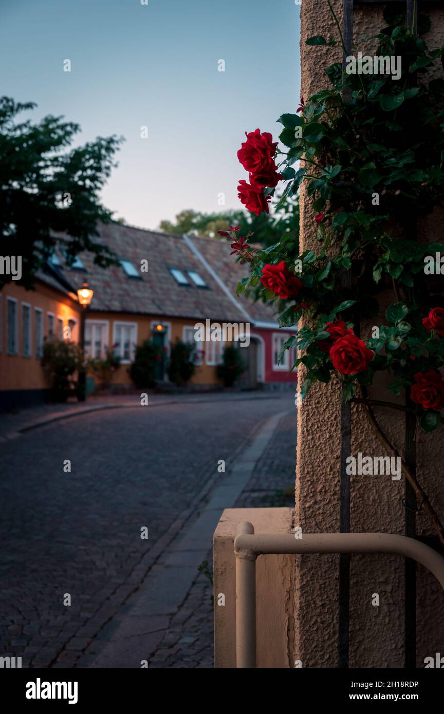 Rose on building wall with view over empty village street in Lund ...