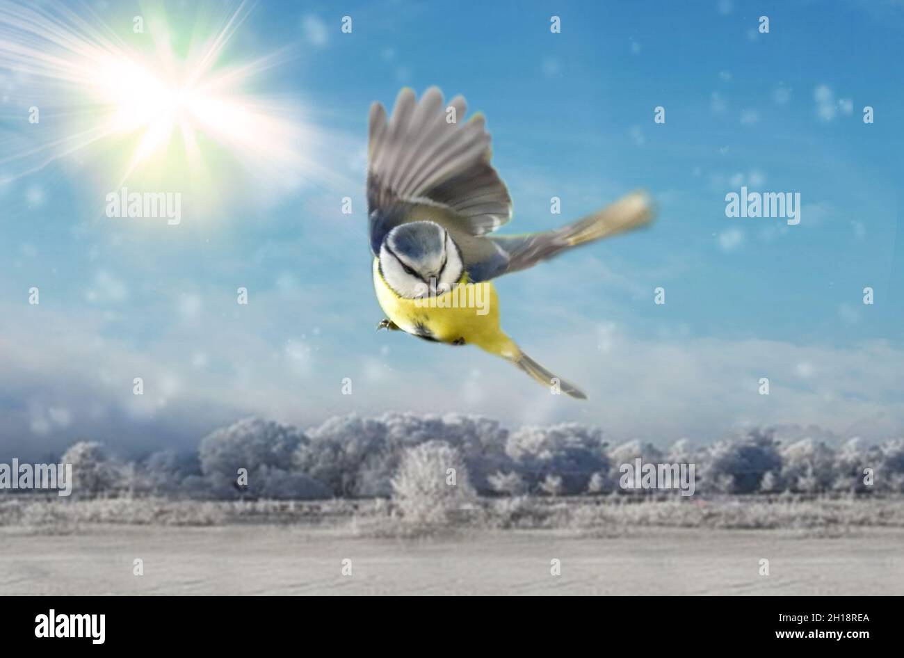 Native bird species in the air while flying Stock Photo - Alamy