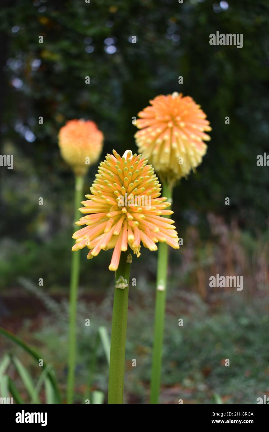 Red hot pokers africa hi-res stock photography and images - Alamy