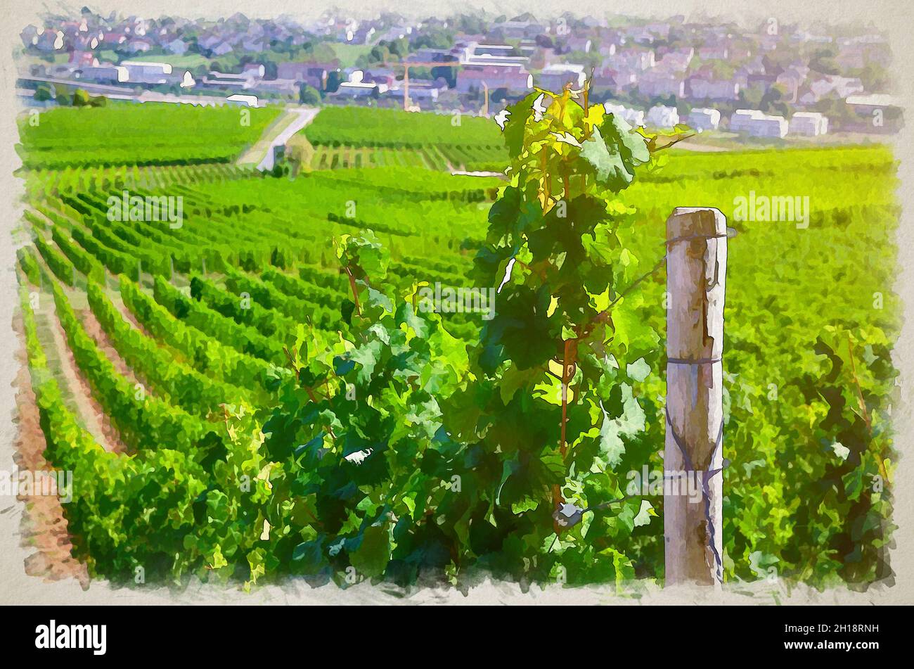 Watercolor drawing of Grapevine wooden pole and rows of vineyards green ...