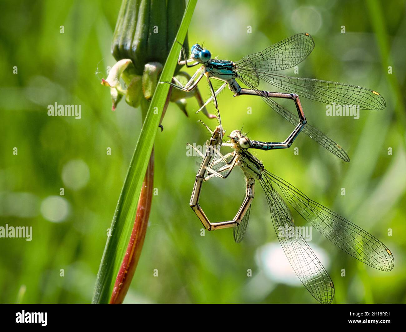 dragonflies paring in the grass. the shape of a heart is formed ...