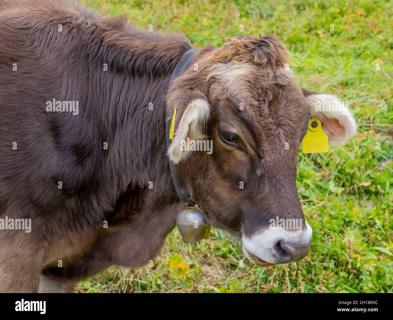 Cattle portrait in natural Ambiance seen in Austria Stock Photo - Alamy