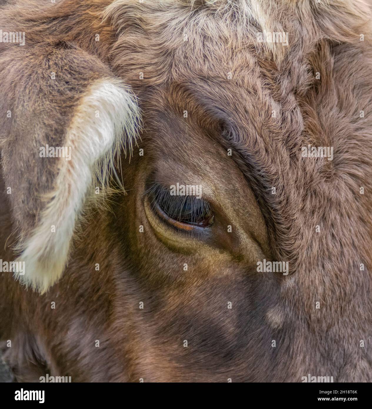 Brown cattle portrait closeup Stock Photo - Alamy