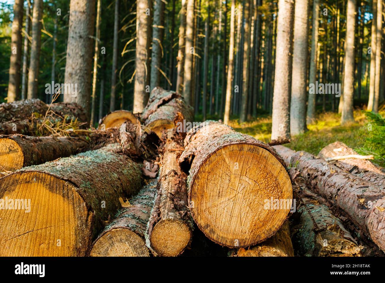 Freshly cut trees in the forest. Rows of piled of logs Stock Photo - Alamy