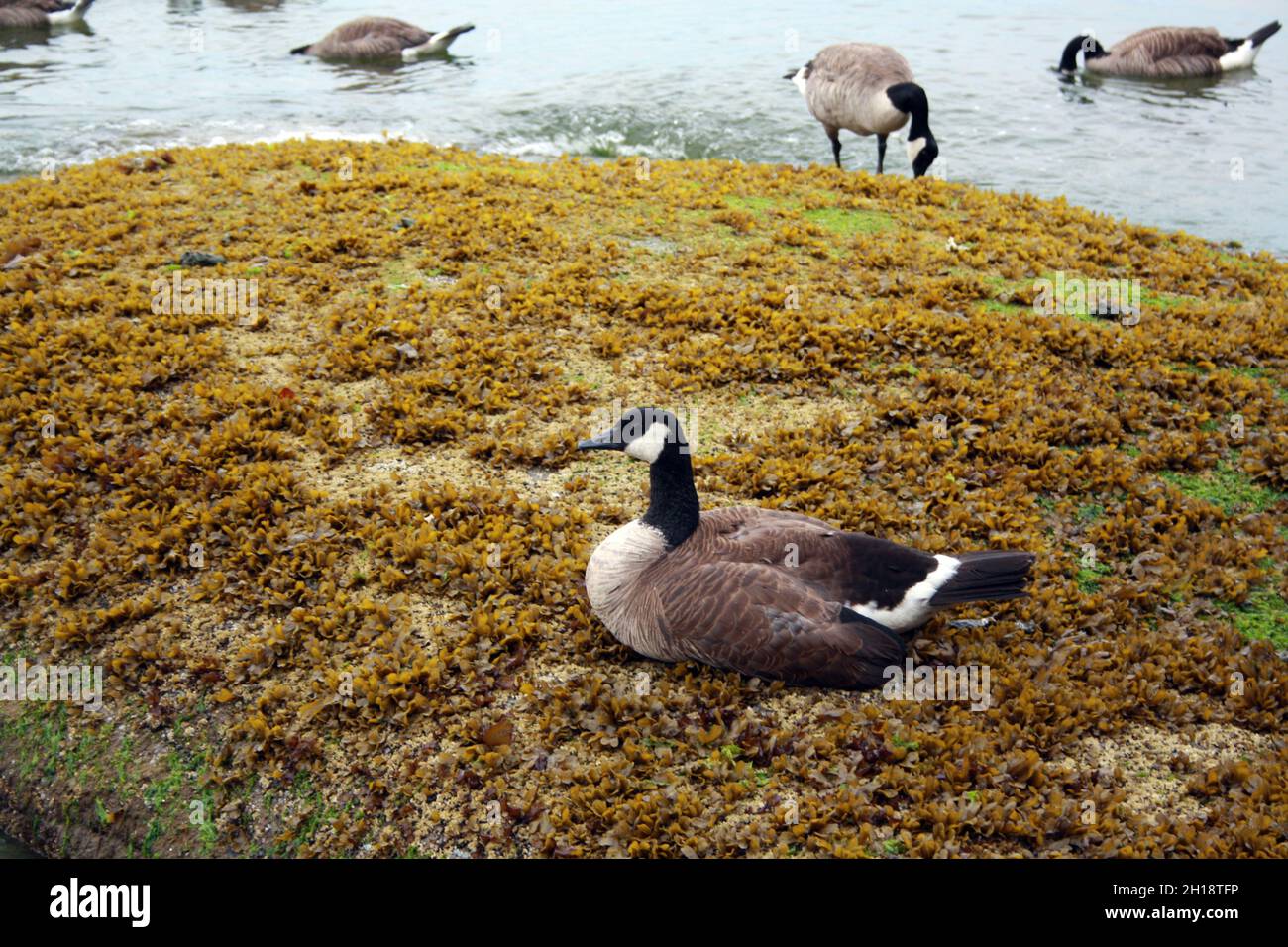 A flock of geese at a beach in Stanley Park in Vancouver, Canada Stock ...
