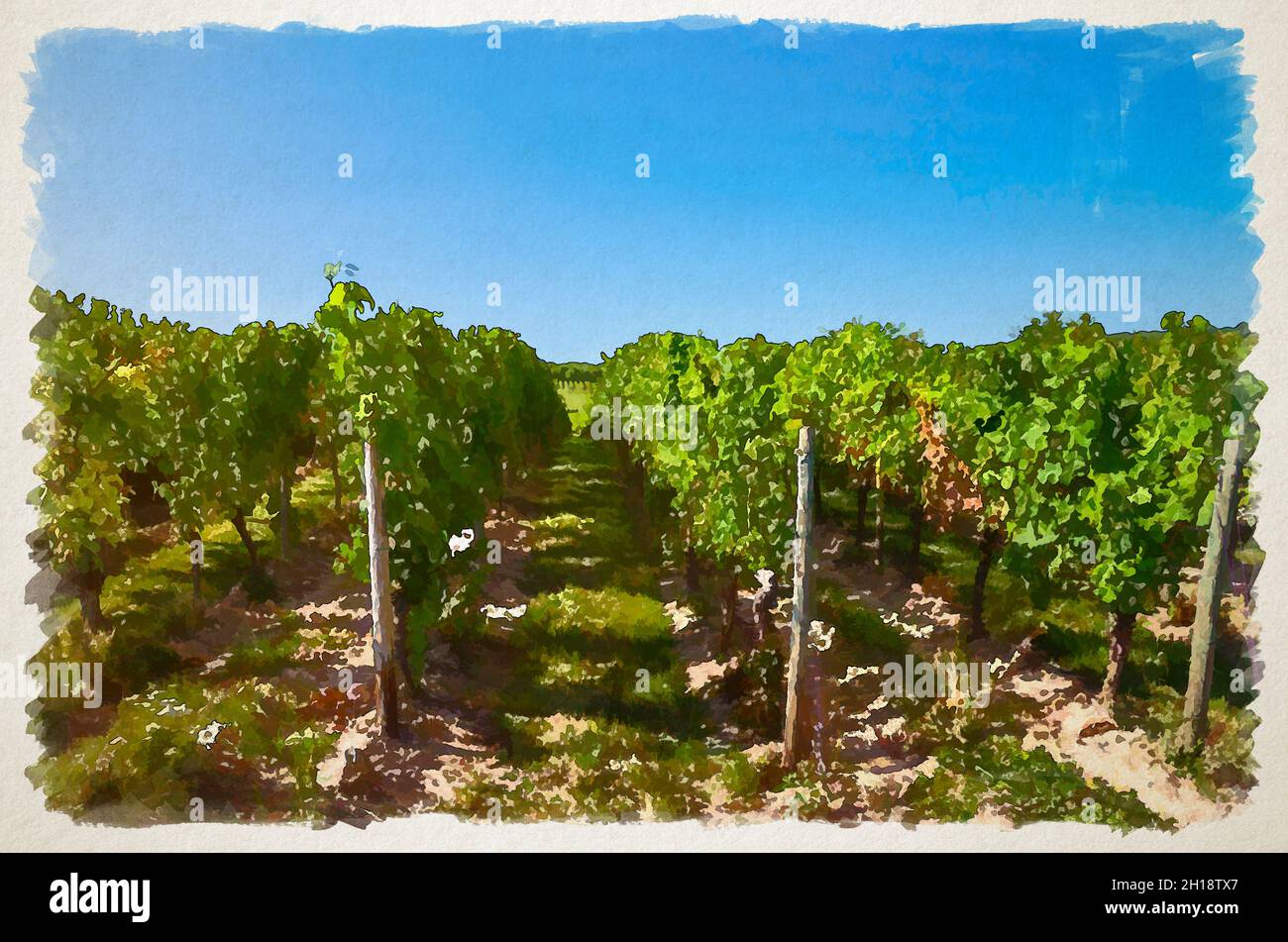 Grape Trellis High Resolution Stock Photography and Images - Alamy