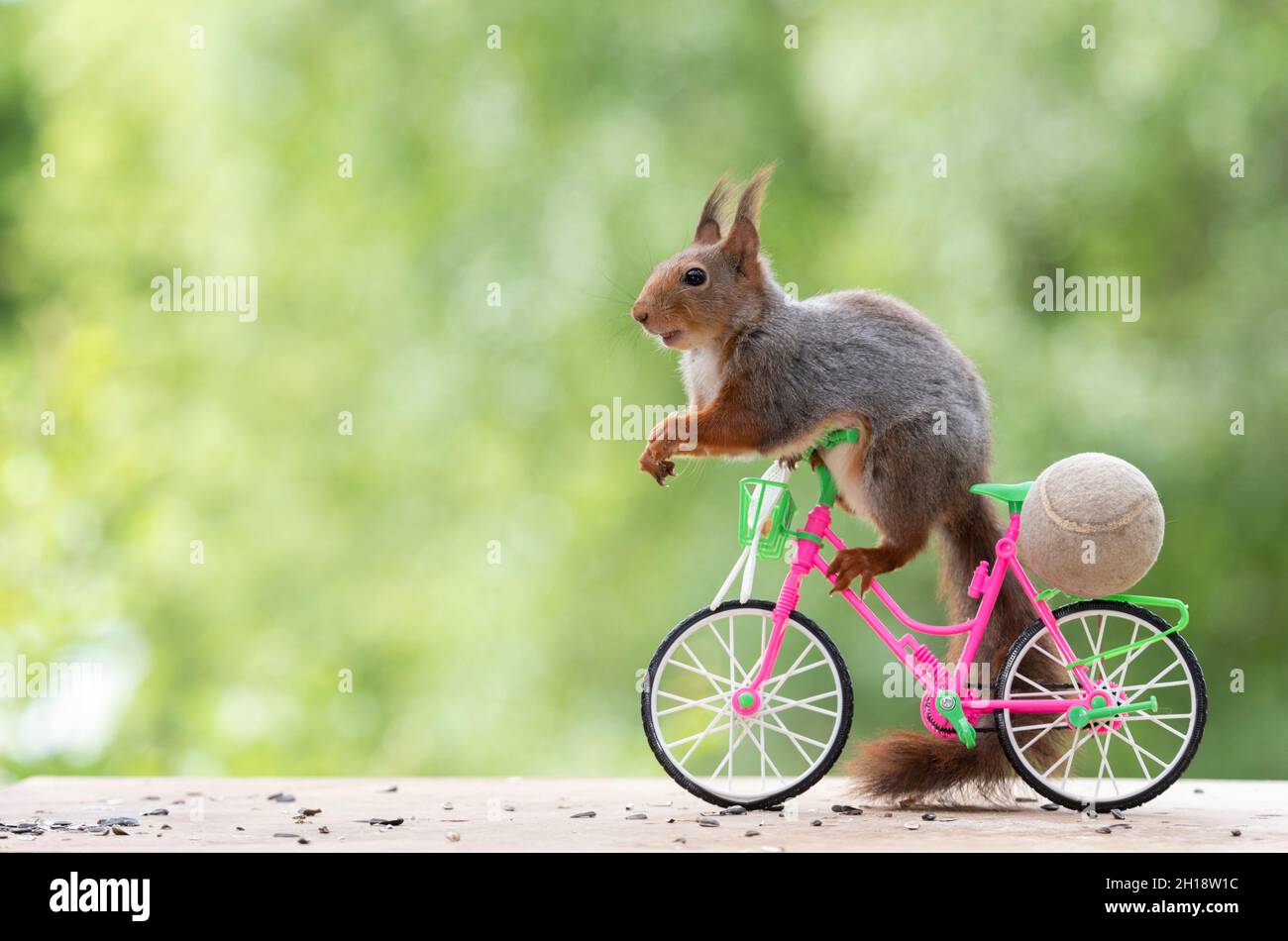 Red Squirrel Is Sitting On An Cycle High Resolution Stock Photography ...
