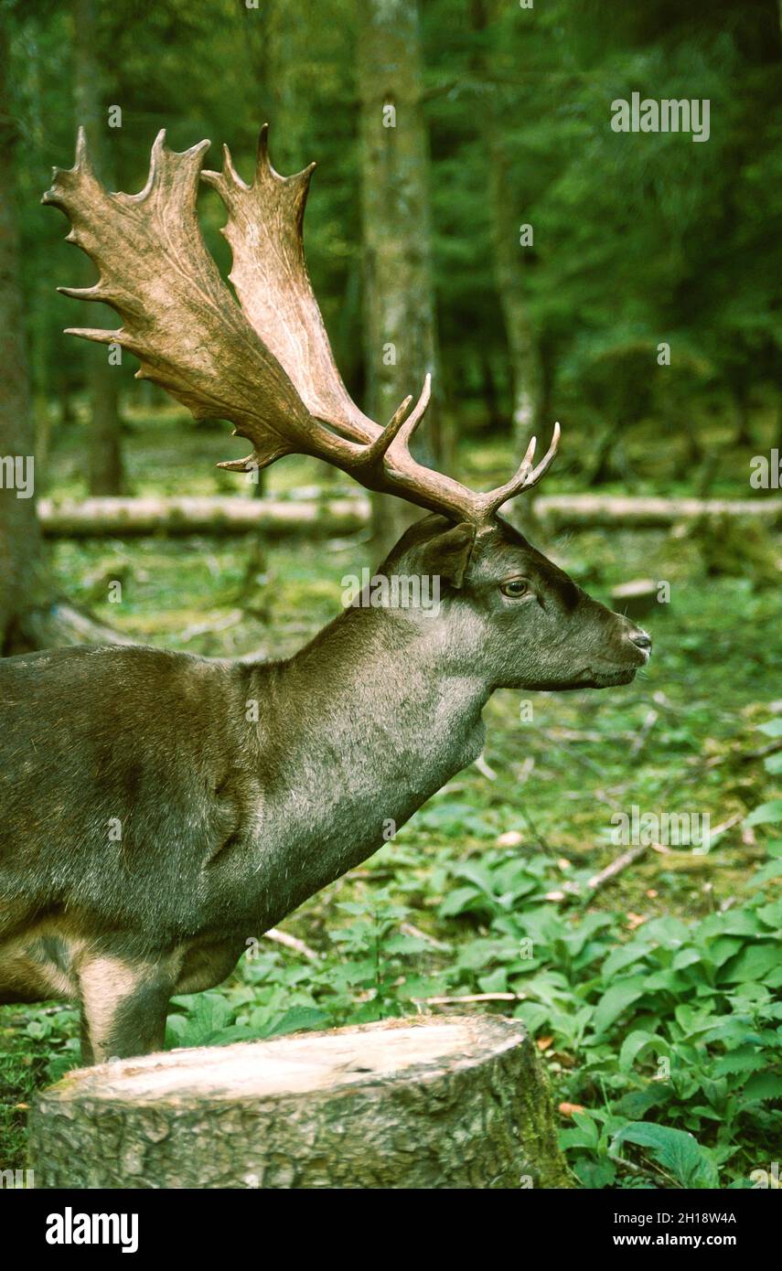 Dama Dama - Fallow deer stag in forest, Scotland Stock Photo - Alamy