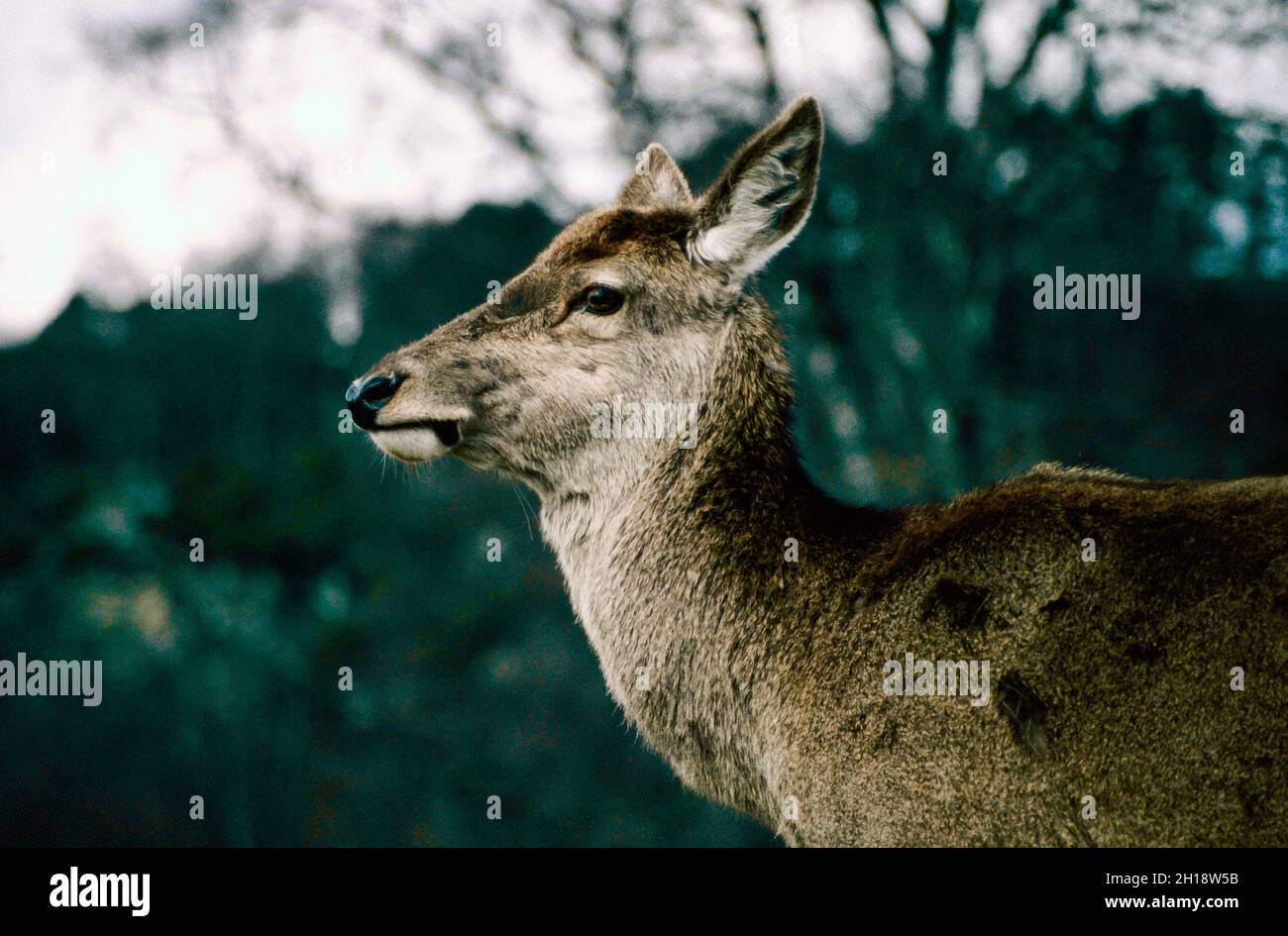 Red deer hind scotland female hi-res stock photography and images - Alamy