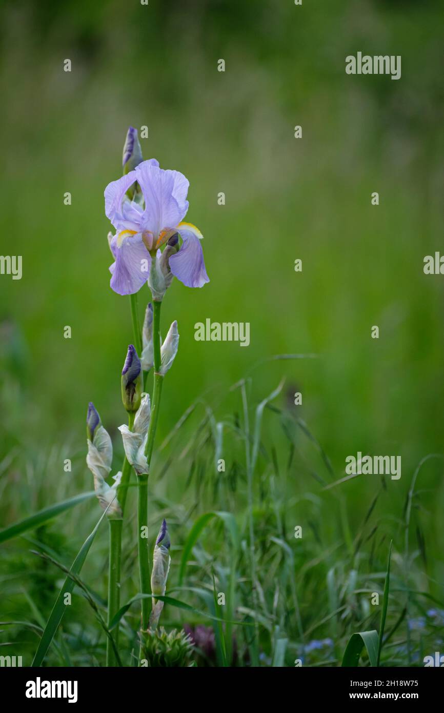 Beautiful fresh lilac lily flower in a garden Stock Photo - Alamy