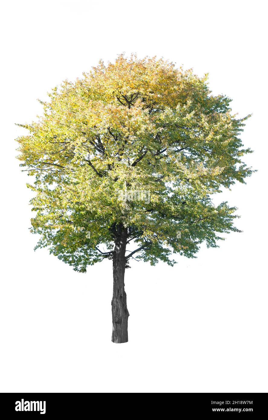 autumn tree isolated on white background Stock Photo - Alamy