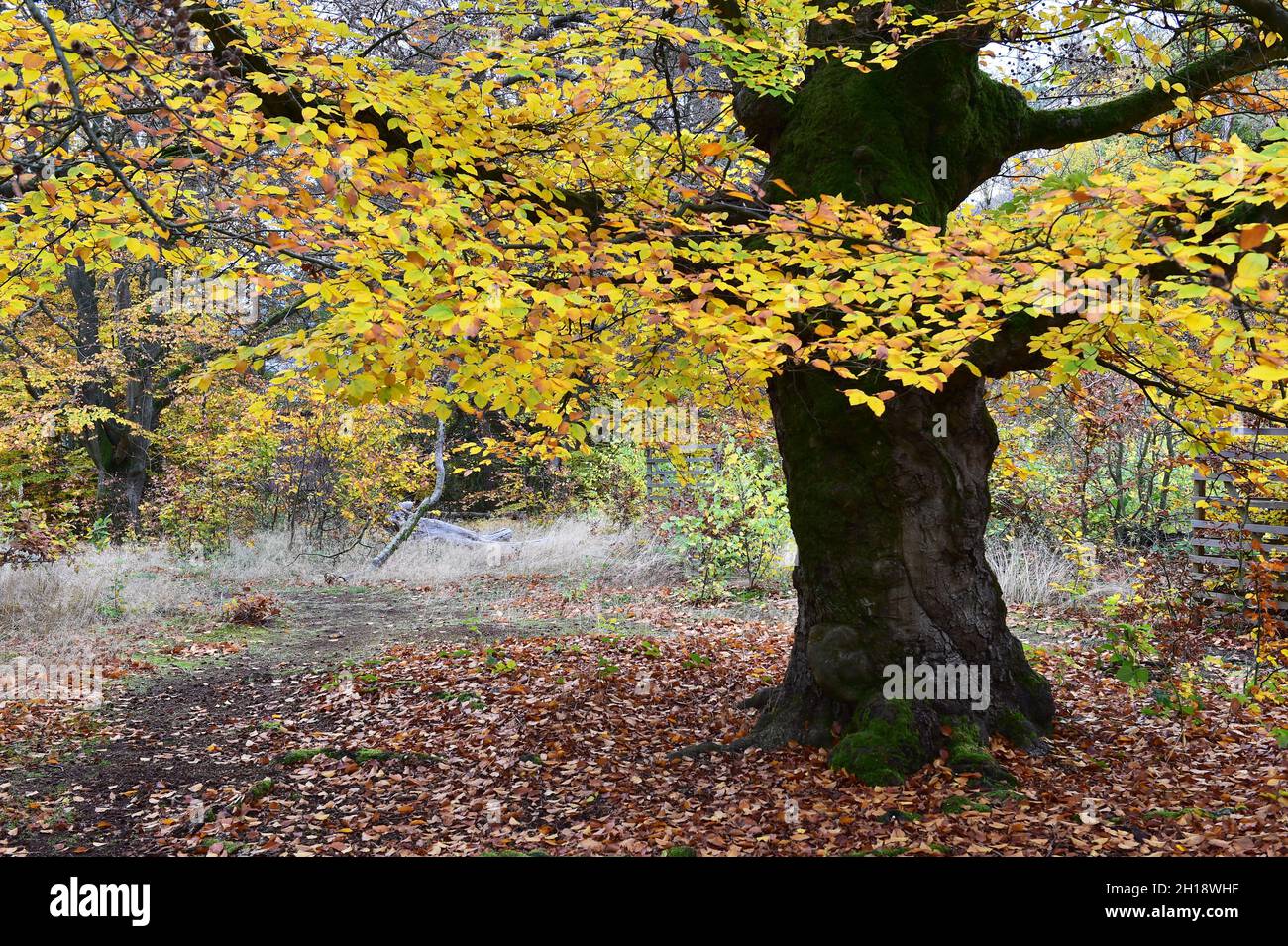 Oak tree in autumn at jungle sababurg hi-res stock photography and ...