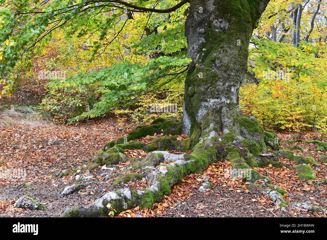 Hollow beech tree in hi-res stock photography and images - Alamy
