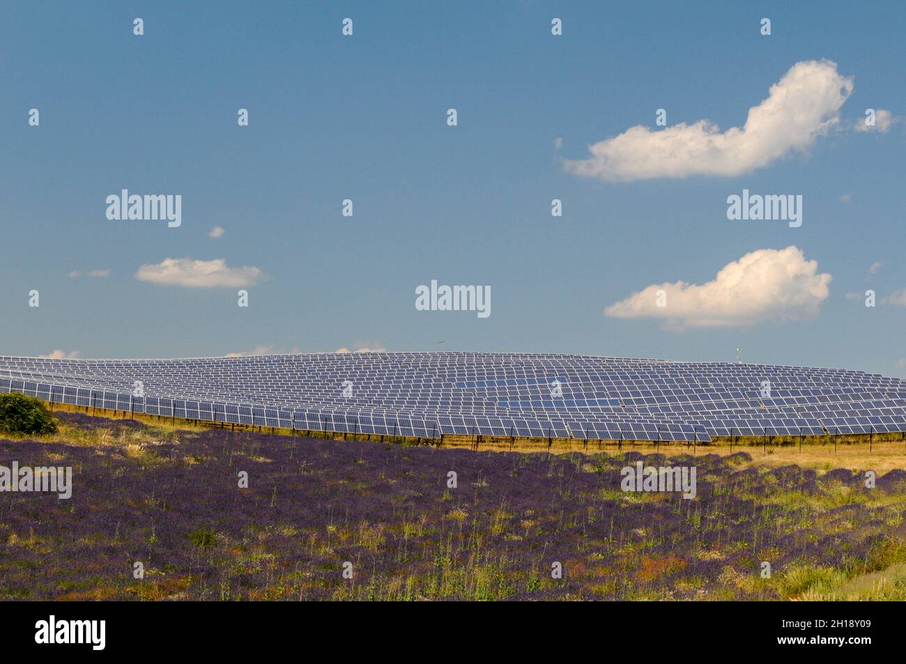 A field of solar panels at a solar power plant. Lavender, Lavandula ...