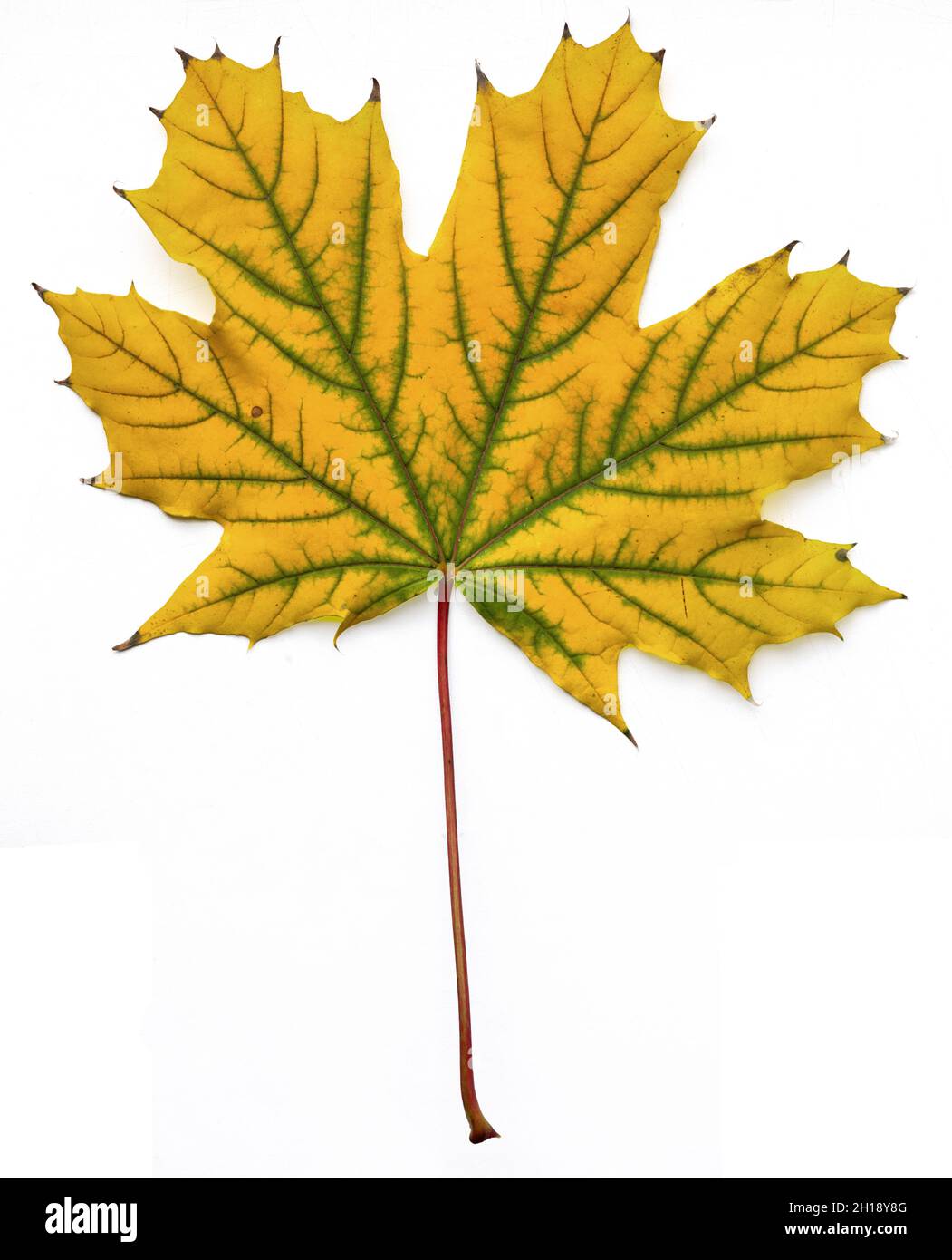 Maple leaf isolated macro photo Stock Photo - Alamy