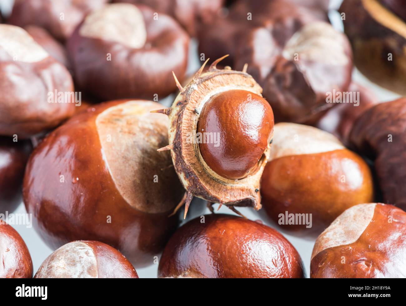 Shiny conker hi-res stock photography and images - Alamy