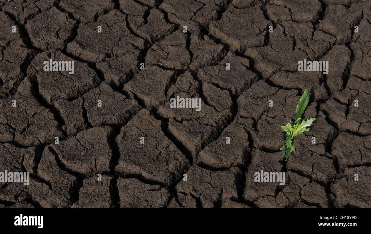 Arid farmland surface, with textured cracks and one weak, small weed ...