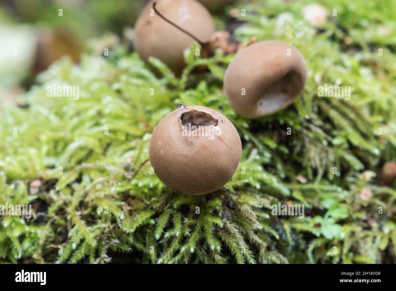 Fungi - Puffballs Stock Photo - Alamy