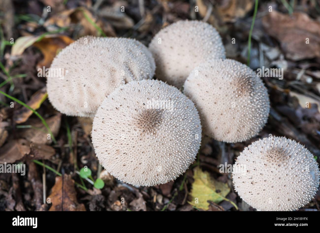 Fungi - Puffballs Stock Photo - Alamy