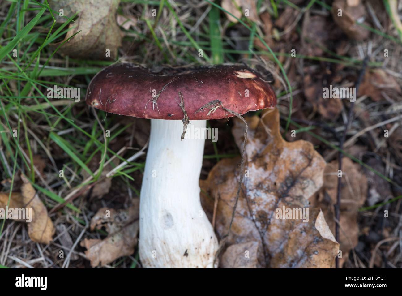 Russula sp hi-res stock photography and images - Alamy