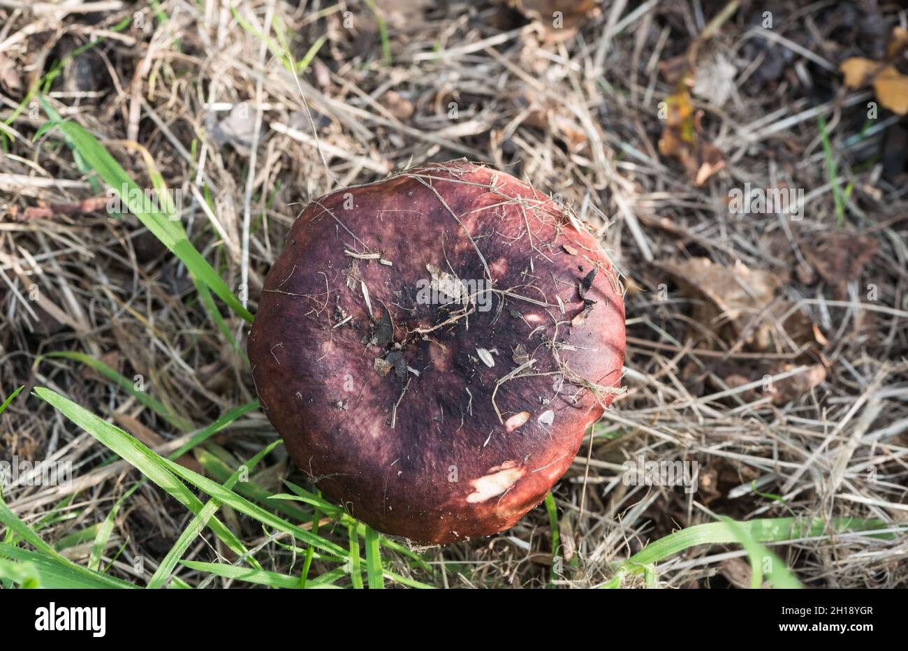 Russula sp hi-res stock photography and images - Alamy