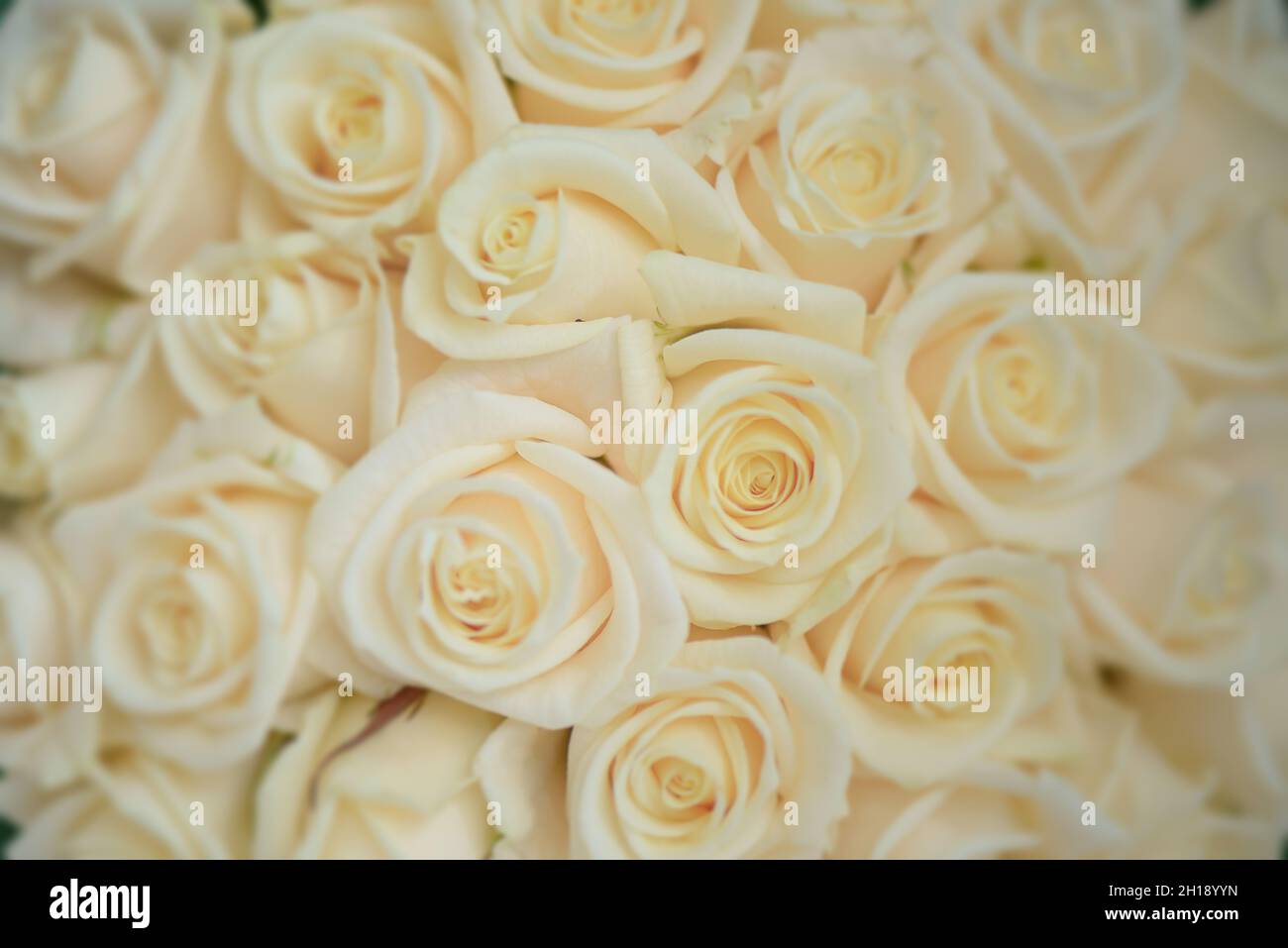 Beautiful ivory large roses giving a romantic, intimate vibe, flowers ...
