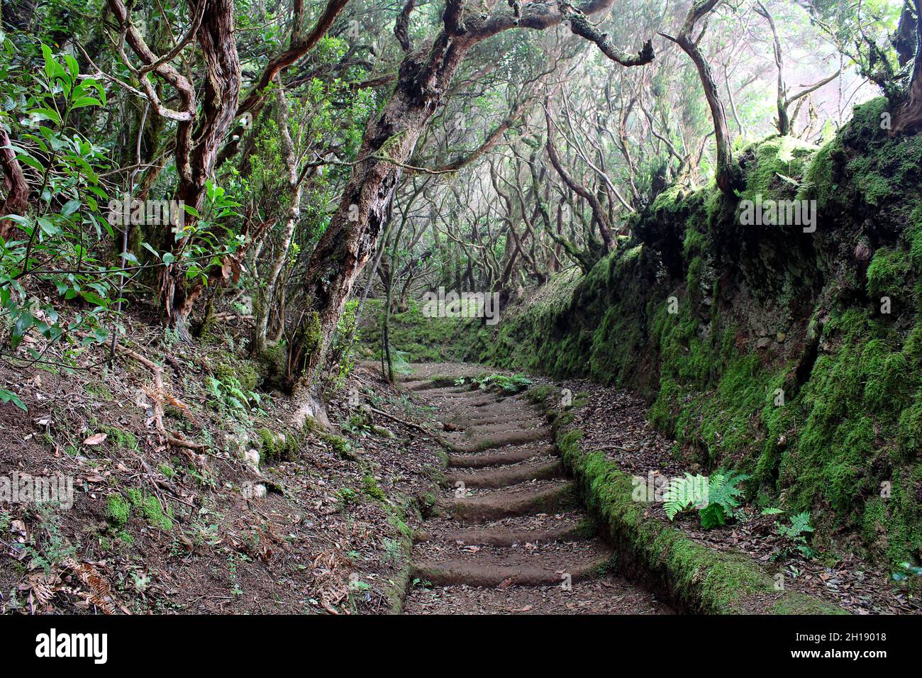 Ecosistema laurisilva hi-res stock photography and images - Alamy