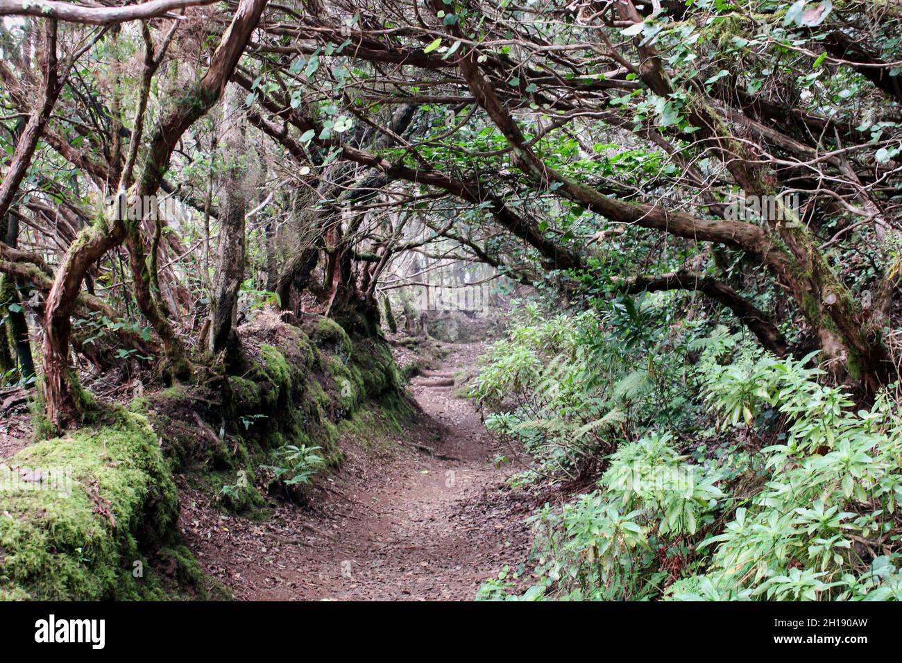 Ecosistema laurisilva hi-res stock photography and images - Alamy