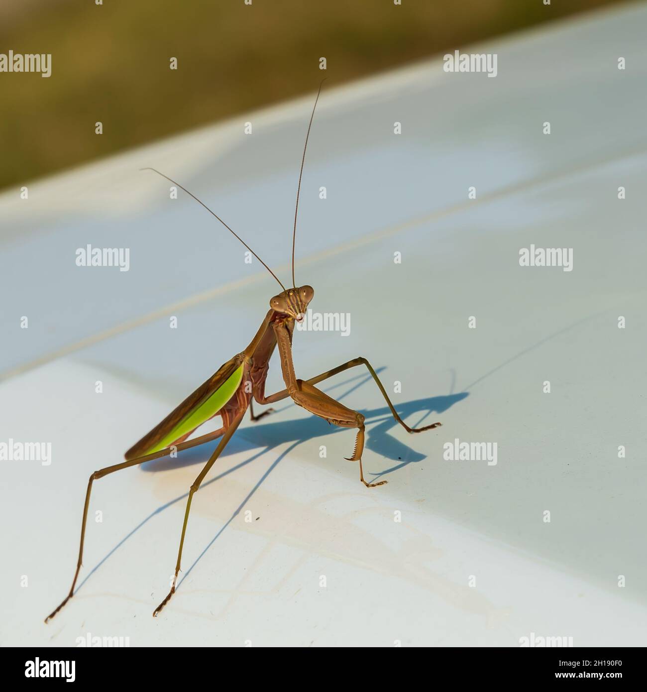 A praying mantis pauses on the hood of a white car Stock Photo - Alamy