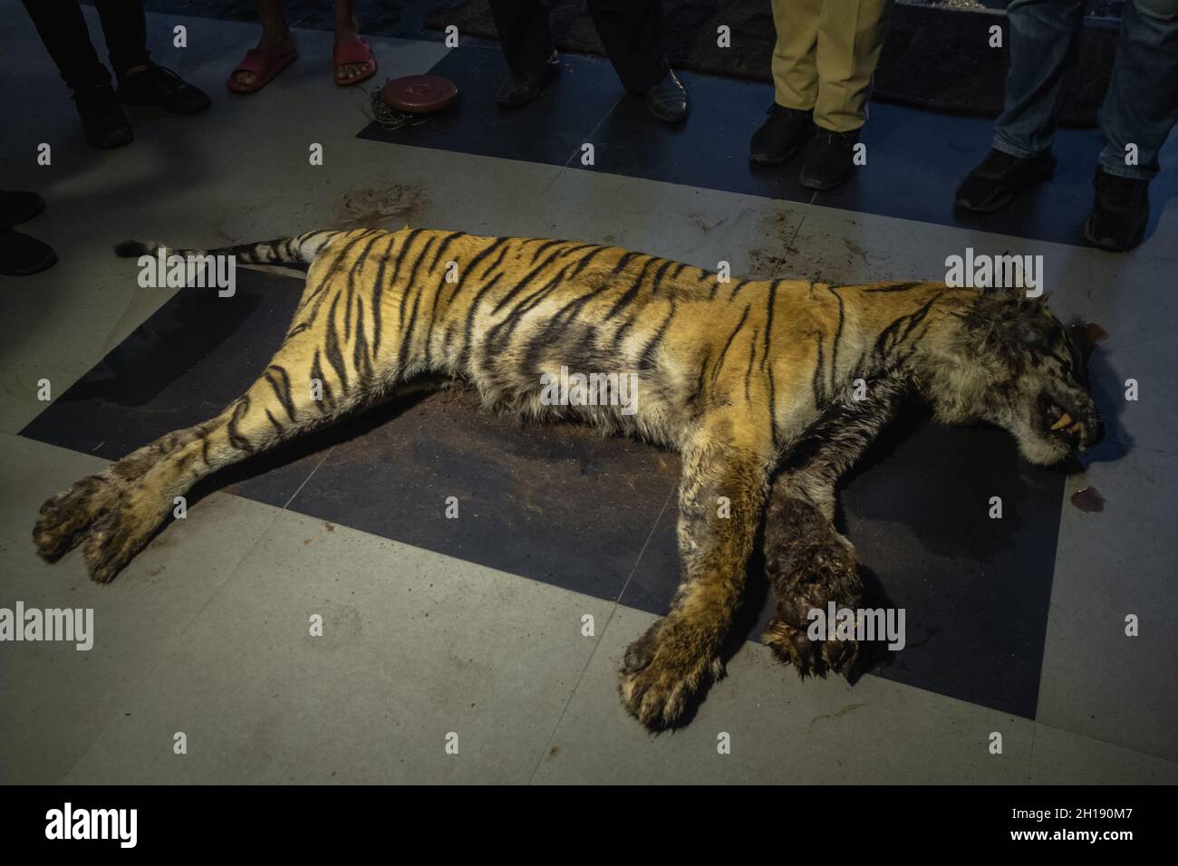 Animal autopsy hi-res stock photography and images - Alamy