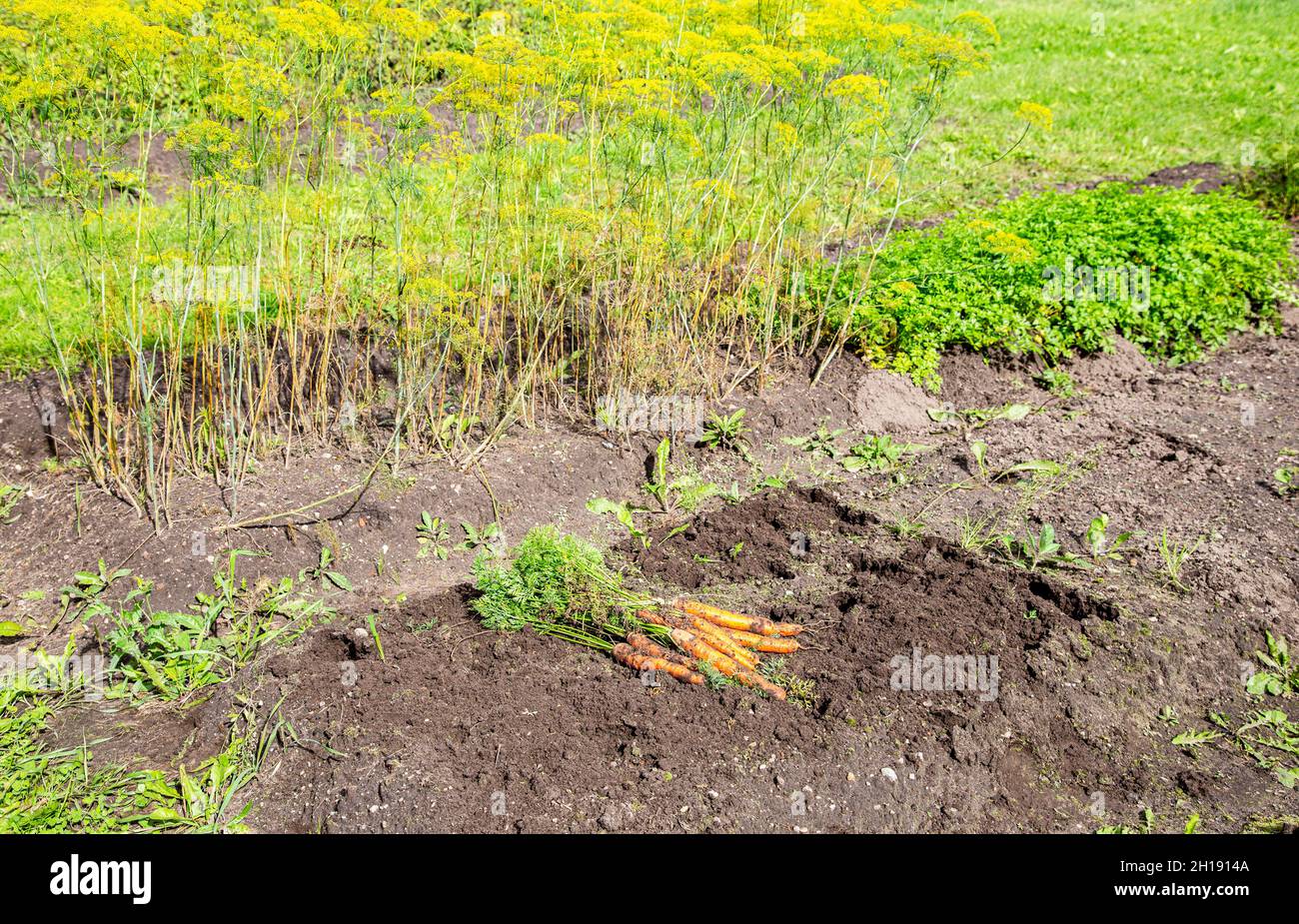Harvested organic carrots drying on the land at the vegetable garden ...