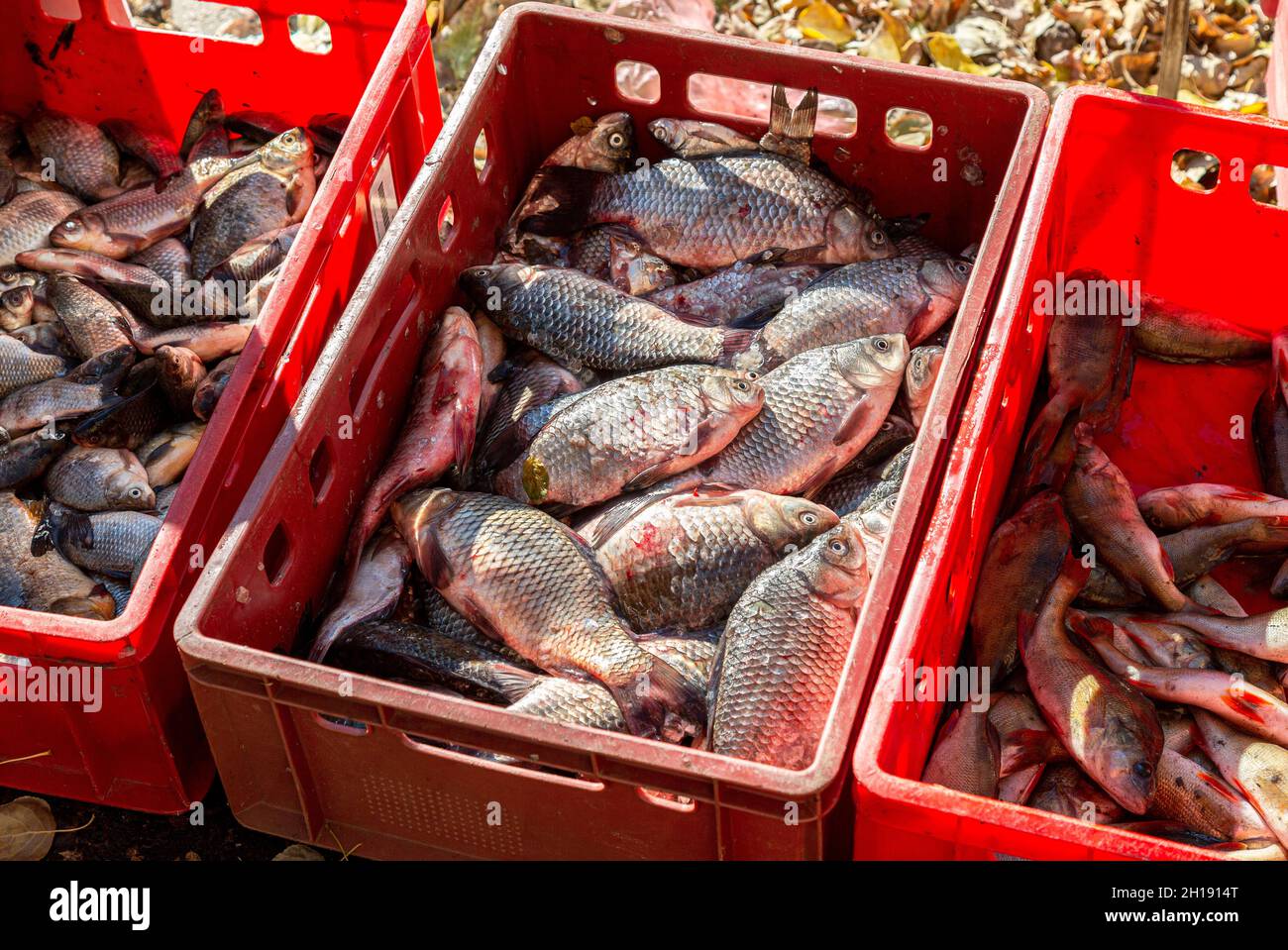 Raw freshwater fish ready for sale at the city street Stock Photo - Alamy