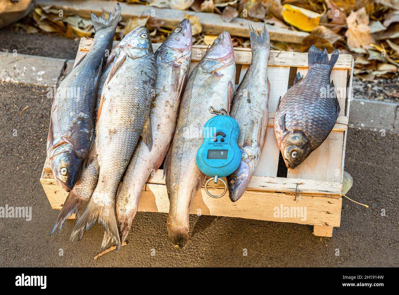 Raw freshwater fish ready for sale at the city street Stock Photo - Alamy