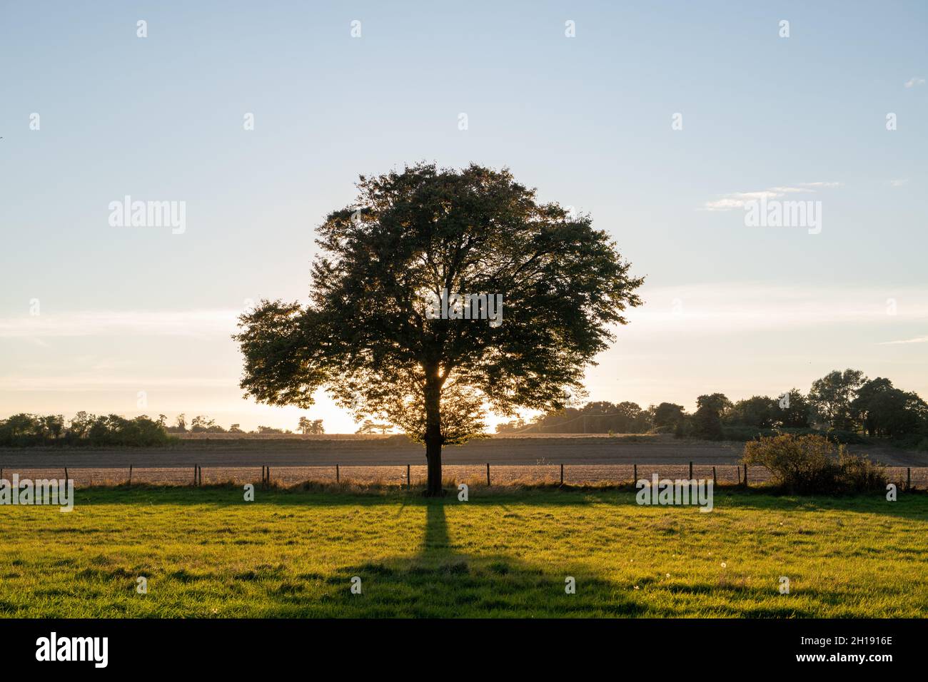 Tree in field at Benson Stock Photo - Alamy